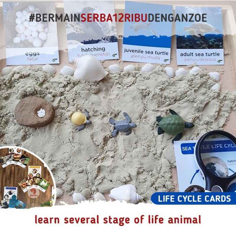 Jual Zoetoys Life Cycle Figures Set | Tray | Miniatur Animal of Ant Bee ...
