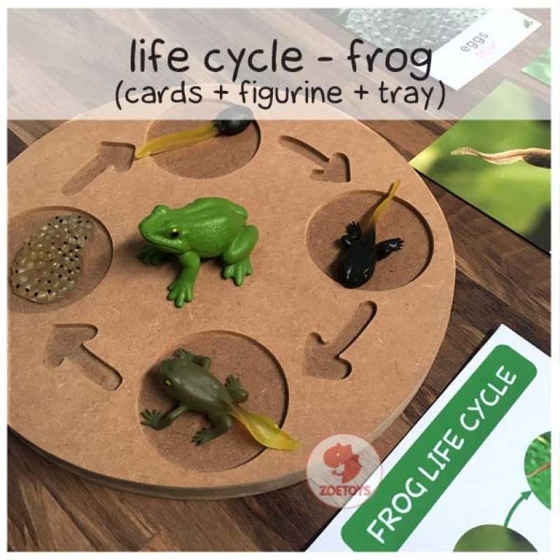 Jual Zoetoys Life Cycle Figures Set | Tray | Miniatur Animal of Ant Bee ...
