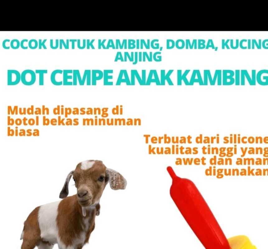 Jual Dot Cempe Kambing Domba Cat Dog Di Seller Haagen Petstore - Jl ...