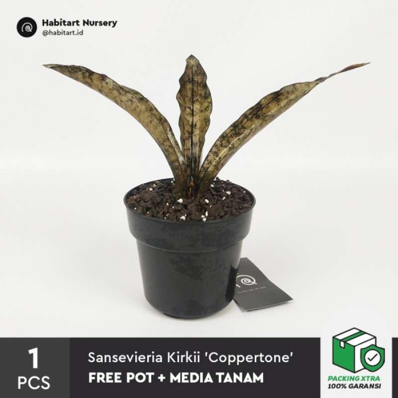 Promo Sansevieria kirkii 'Coppertone' - Tanaman hias Sansivera / Snake ...