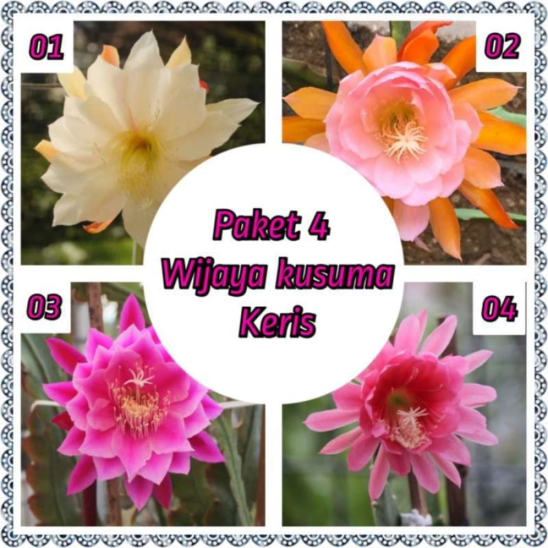 Promo Paket Bunga Wijaya Kusuma Keris - Tanaman Hias Wijaya Kusuma ...