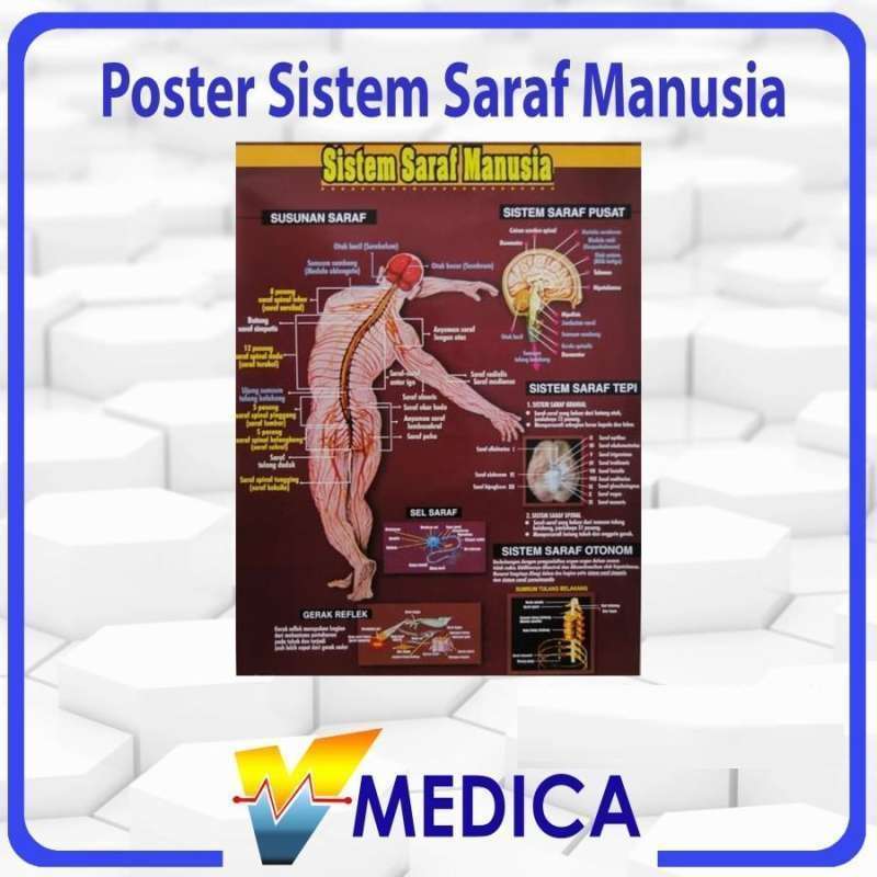 Jual Poster Sistem Reproduksi Manusia Terbaik Januari 2026 - Harga ...