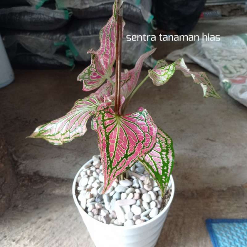 Promo tanaman hias keladi wayang batik pink / tanaman hias caladium ...