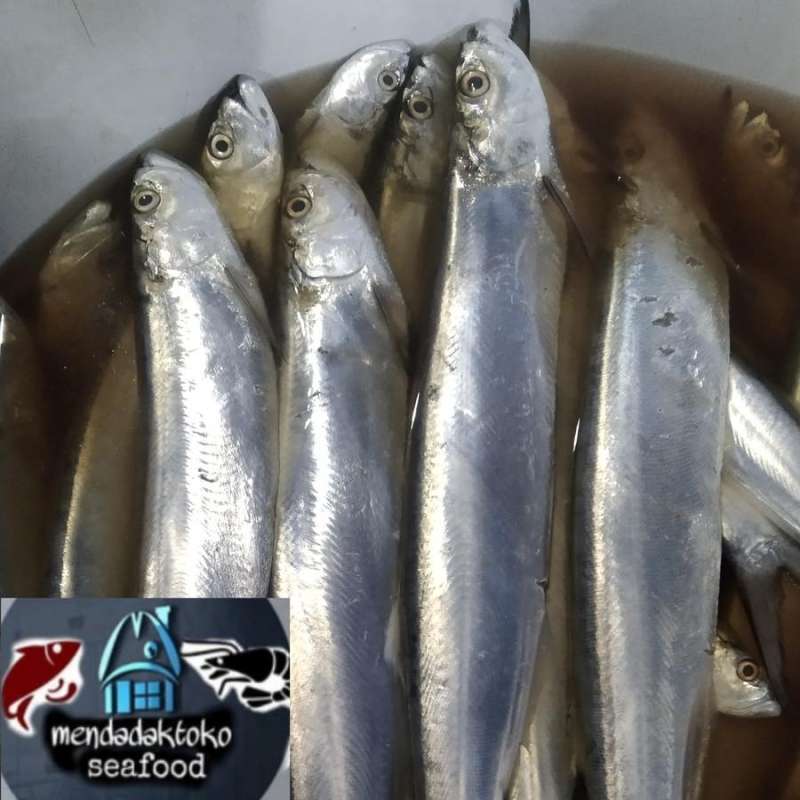 Jual Ikan Golok Golok Segar | Seafood | Ikan Laut Segar Di Seller ...