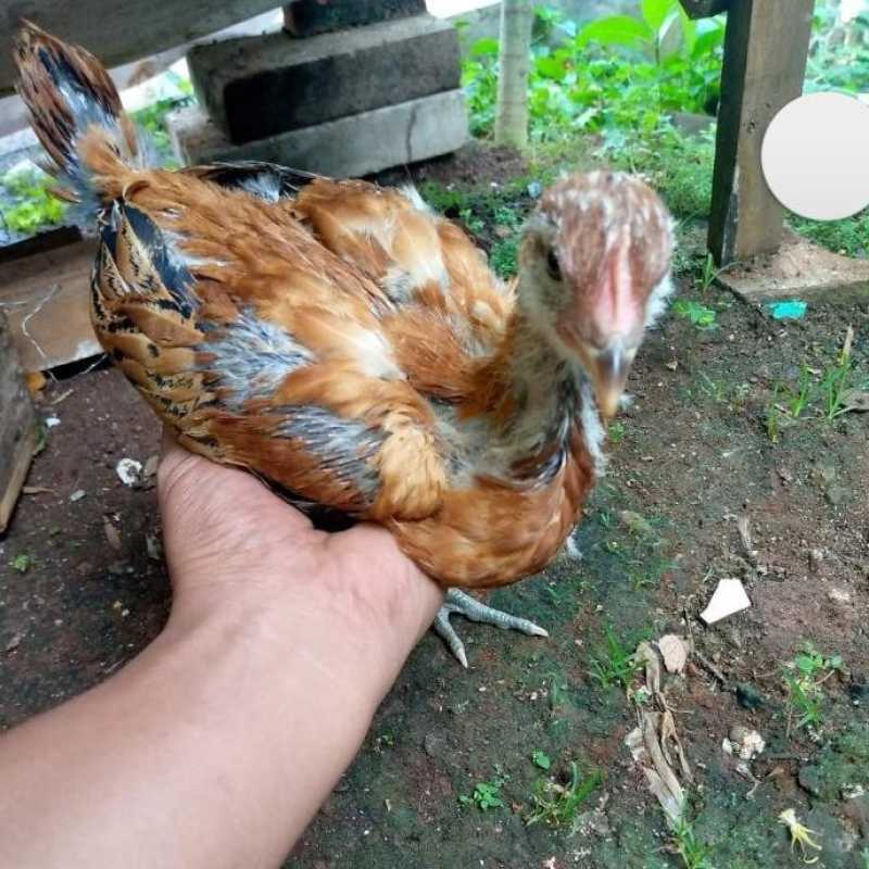 Promo ! ANAKAN PITIK AYAM PELUNG JUMBO ASLI ORIGINAL 1 EKOR - Diskon 23 ...