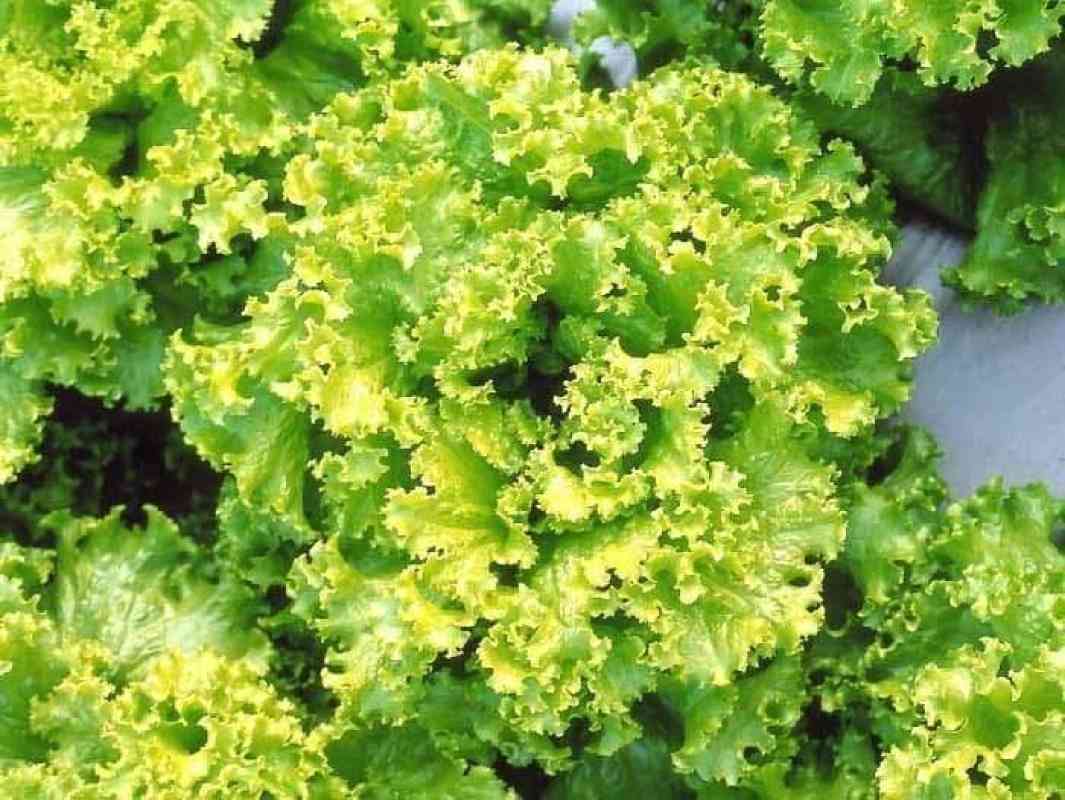 Jual BENIH SELADA KERITING NEW GRAND RAPID bibit biji selada hijau keriting - 300 BIJI di Seller ...