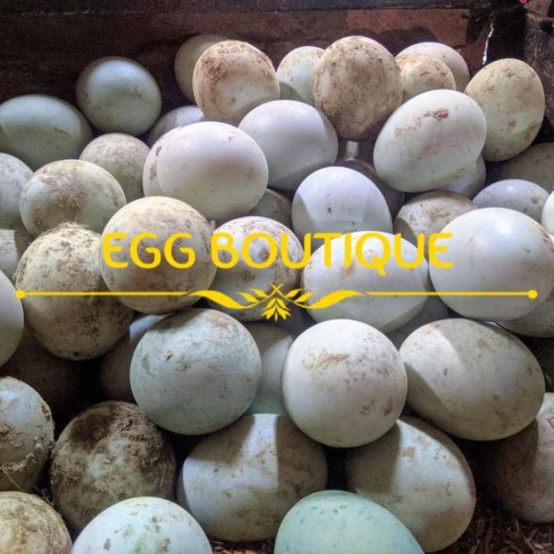Jual Telur Bebek Di Seller Egg Boutique - Rawa Badak Utara, Kota ...