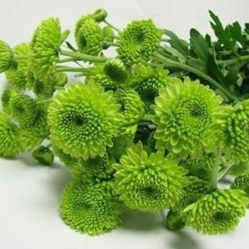 Promo Bunga Aster Puma Isi 10 Tangkai (bunga Potong Segar) Diskon 23% ...