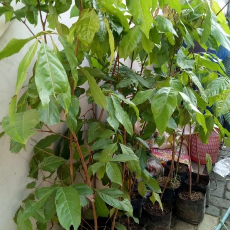 Jual Bibit Pohon Jengkol Super Hasil Okulasi Unggulan Di Seller Noelle ...