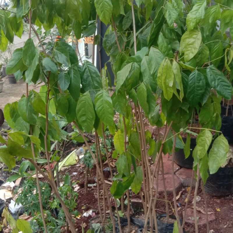 Jual Bibit Pohon Jengkol Super Hasil Okulasi Unggulan Di Seller Noelle ...