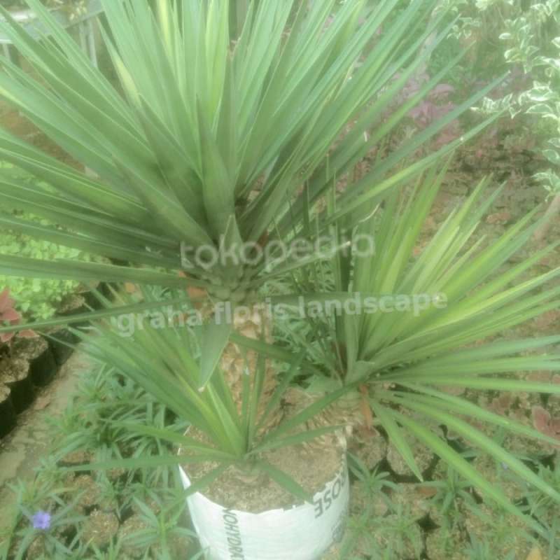 Jual Pohon Tombak Raja Tanaman Di Seller Hachi - Cengkareng Timur, Kota ...