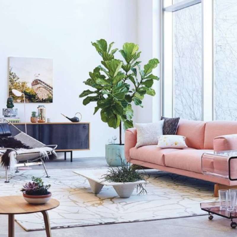 Jual Ficus Lyrata Ketapang Biola Cantik Fiddle Leaf Fig Tanaman ...