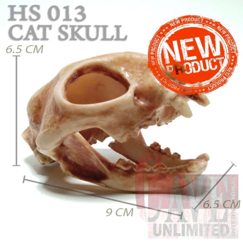 Promo Tengkorak Kura Tortoise Sulcata Hs003 Hiding Cave Skull Tarantula ...