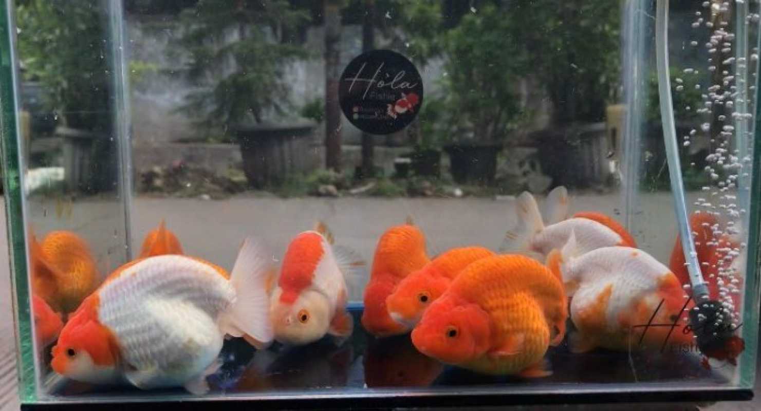 Jual Ikan Mas Koki Ranchu Red White Rw / Rancu Goldfish Fancy Di Seller ...