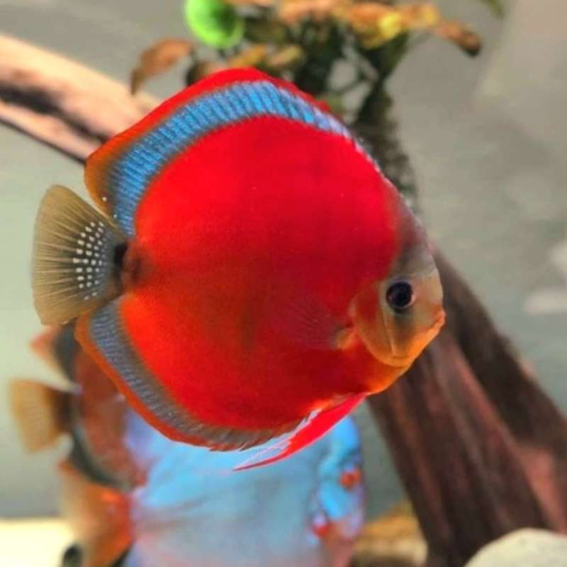 Jual Ikan Discus San Merah / Sun Merah / Blue Rim / Import / F1 ...