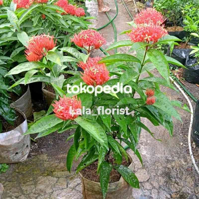 Jual Good Tanaman Hias Soka King/soka Bunga Jumbo/real Pick Good Di ...