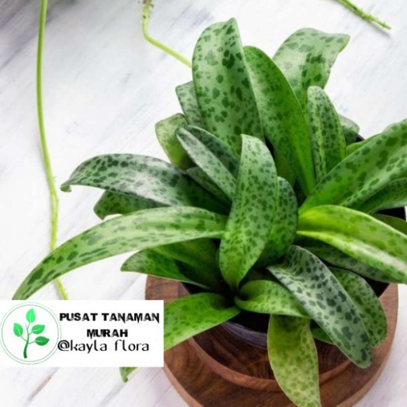 Promo Tanaman Hias Lidah Katak Drimiopsis + Pot Putih / Tanaman Indoor ...