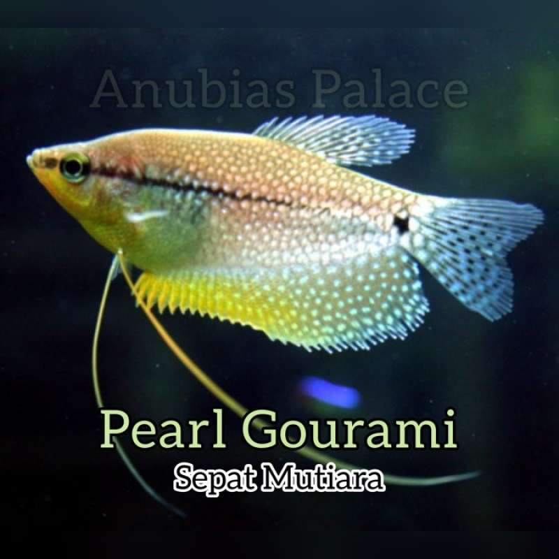 Jual Sepat Mutiara / Pearl Gourami Di Seller More-id - Cengkareng Timur ...