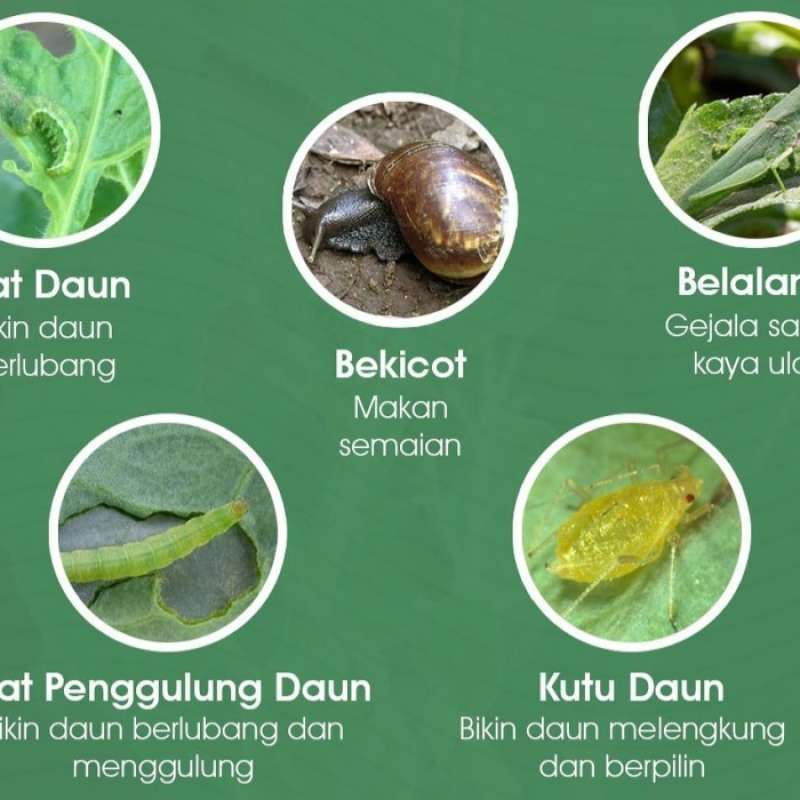 Promo Insectisida Organik Pestisida Nabati Pembasmi Hama 100ml Diskon ...