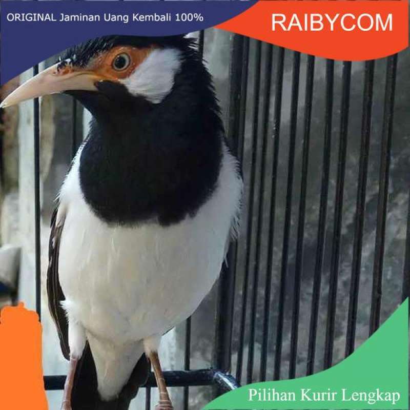 burung jalak emas gacor