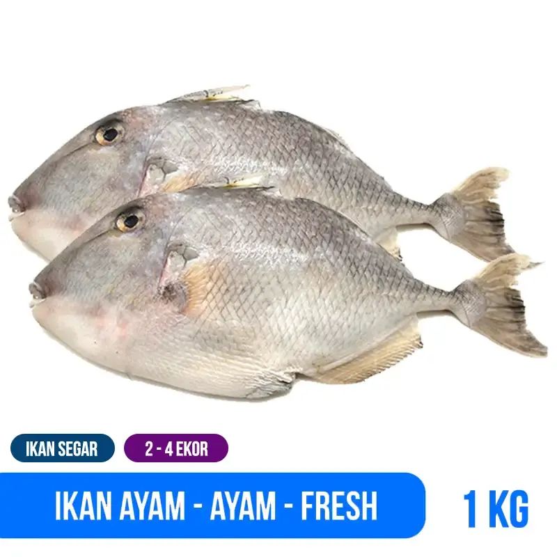Jual Ikan Jebong / Ikan Kambing/ Ikan Ayam-ayam / Ikan Etong Segar Mati ...