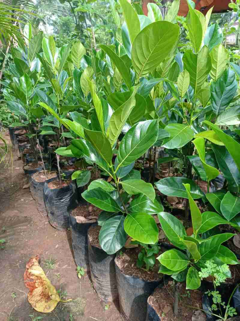 Pohon Nangka Mini 5 Keunggulan NANGKA MINI | Bibit Buahku