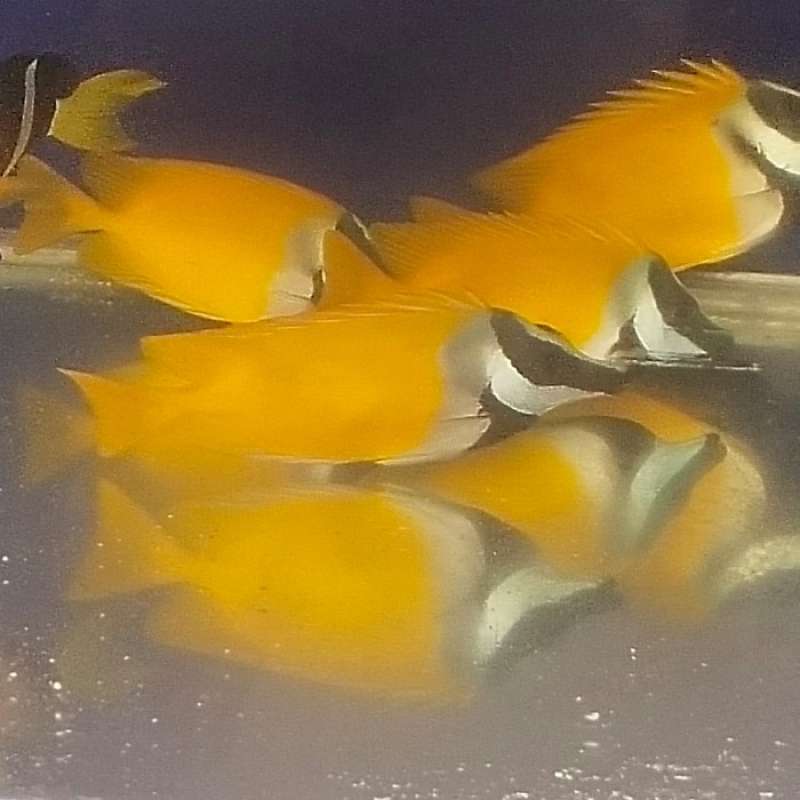 Promo Ikan Hias Air Laut Samadar Cicit Diskon 33% di Seller LANGKAHKU ...