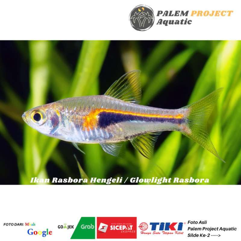 Promo RASBORA HENGELI Glowlight Rasbora Ikan Rasbora Hengeli Ikan Aquascape Diskon 14% di Seller ...