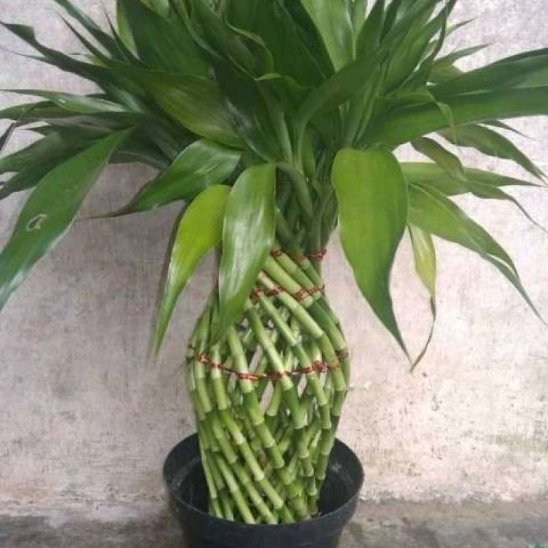 Promo tanaman bambu hoki guci diameter 20 cm bambu air bambu lucky ...