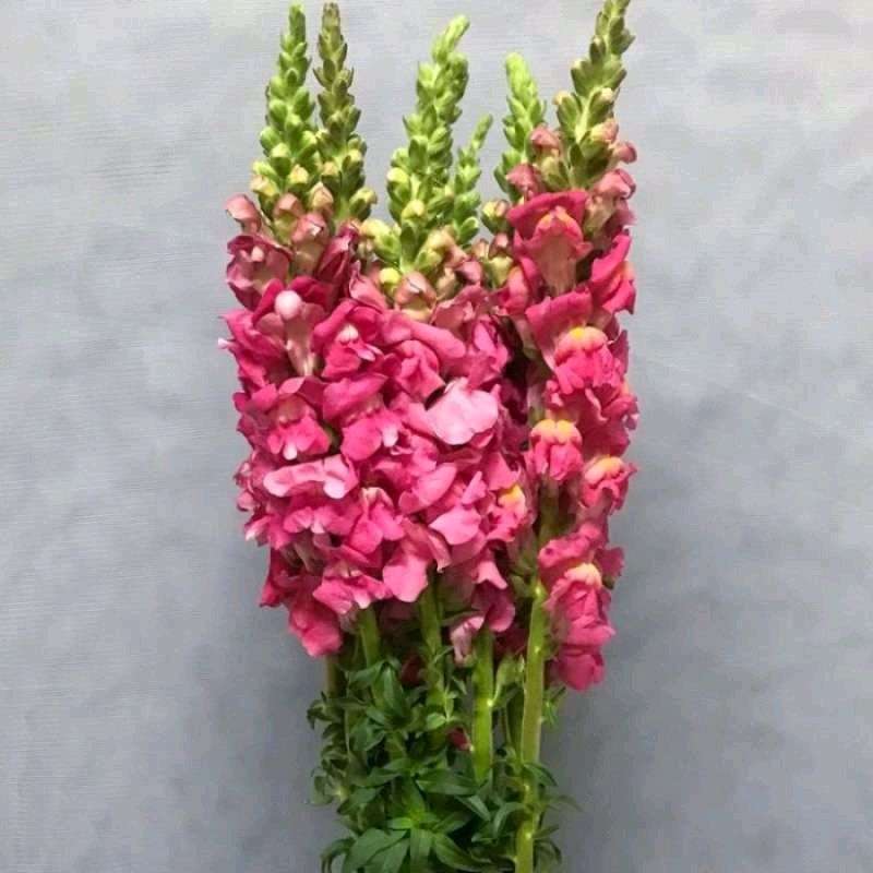 Jual Bunga Snapdragon Original Murah - Harga Diskon Mei 2024 | Blibli.com