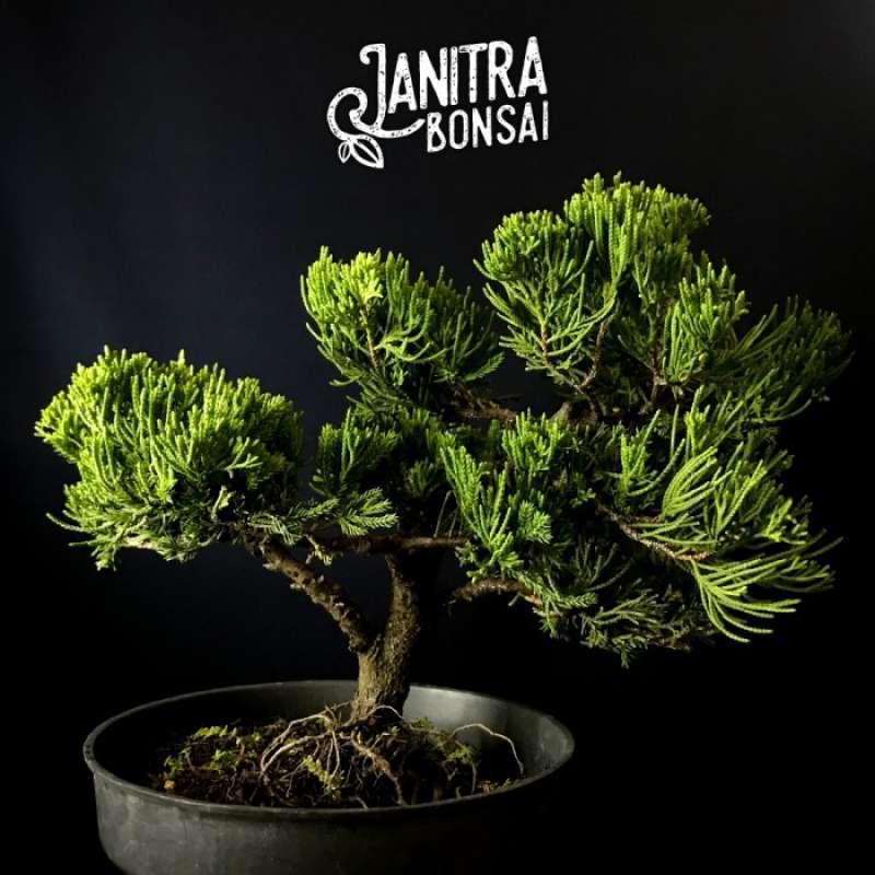Promo Bonsai Cemara Sinensis Jadi Siap Pajang Diskon 33% Di Seller King Store Indonesia - Kali ...