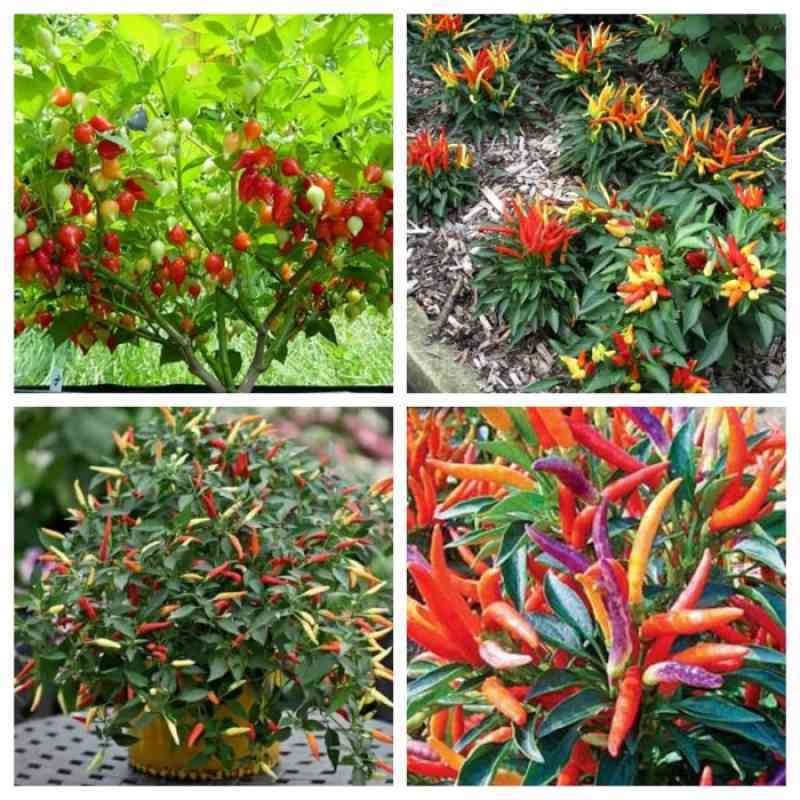 Promo Paket 16 Jenis Benih Tanaman Unik Cabe Unik-tomat-labu Botol ...