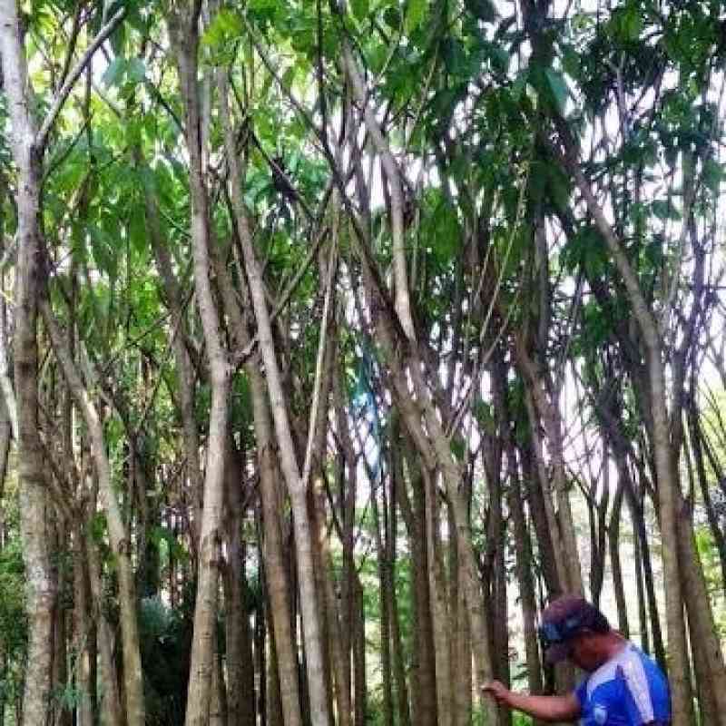 Promo paket pohon Tabebuya Pink Rosea Siap Tanam Diskon 23% di Seller ...