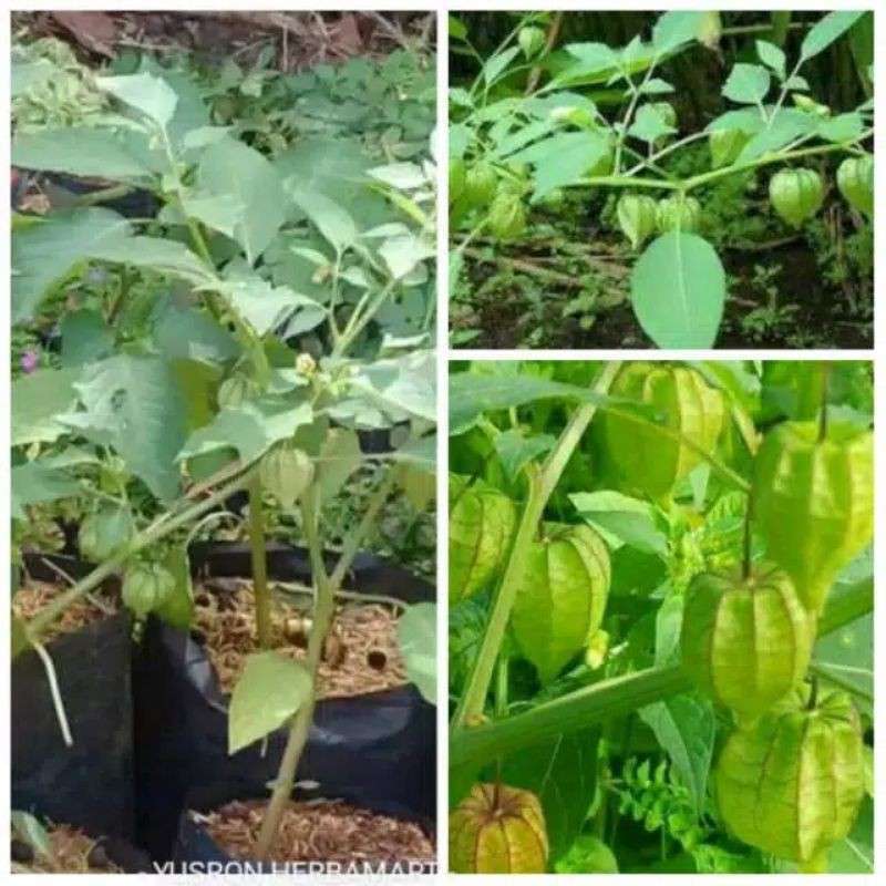 Jual Daun Ciplukan Segar Atau Cecenet Segar 400 Gram /daun Cipluk Di ...