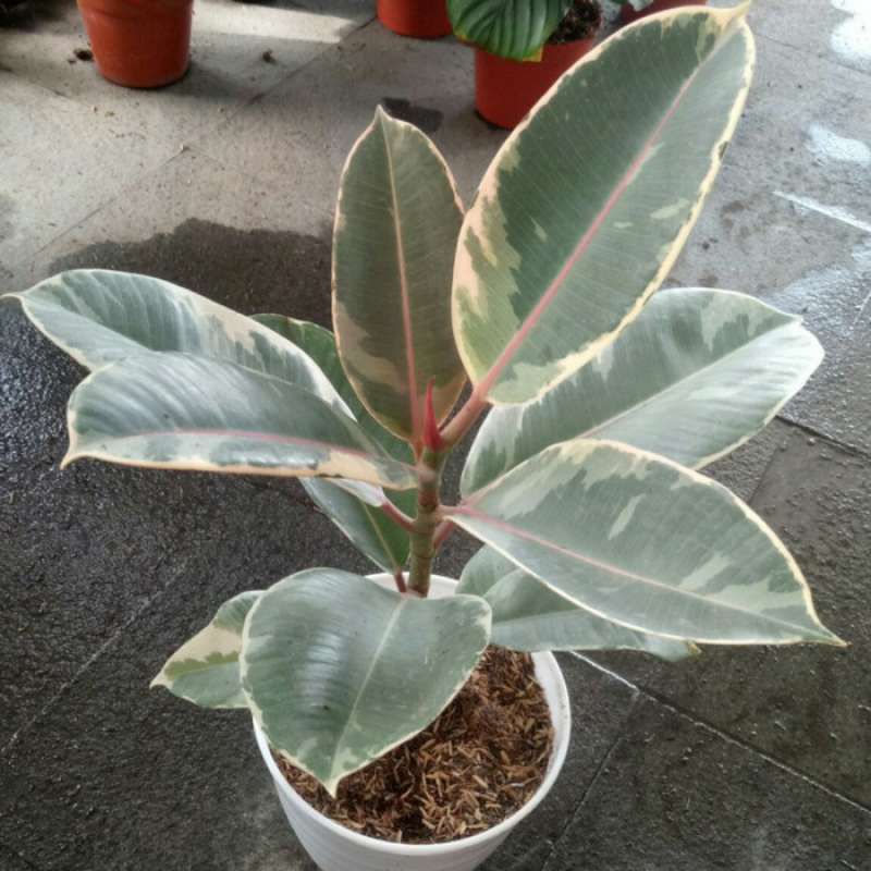 Promo ficus elastica variegata / tanaman hias / indoor / karet kebo ...