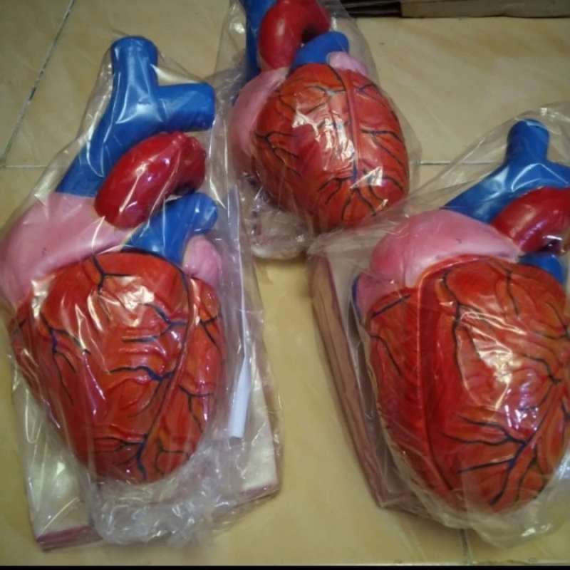 Promo torso jantung /peraga pendidikan /model jantung manusia Diskon 23 ...