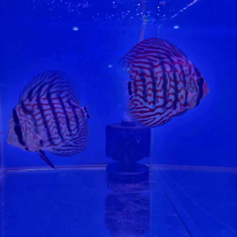 Jual Ikan Discus Juli 2024 100% Original – Official Store Indonesia ...