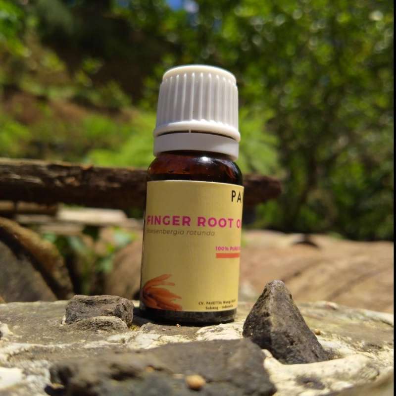 Jual 10 Ml Sampel- Minyak Temukunci / Fingerroot Oil (boesenbergia ...