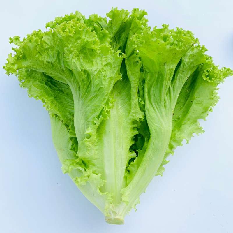 Jual Salada Keriting / Lettuce Curly / Selada Bokor Di Seller Supermart ...