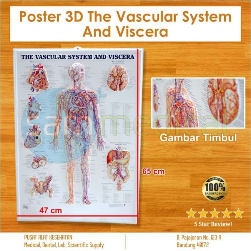 Jual Poster 3d The Vascular System And Viscera / Sistem Vaskular Dan ...