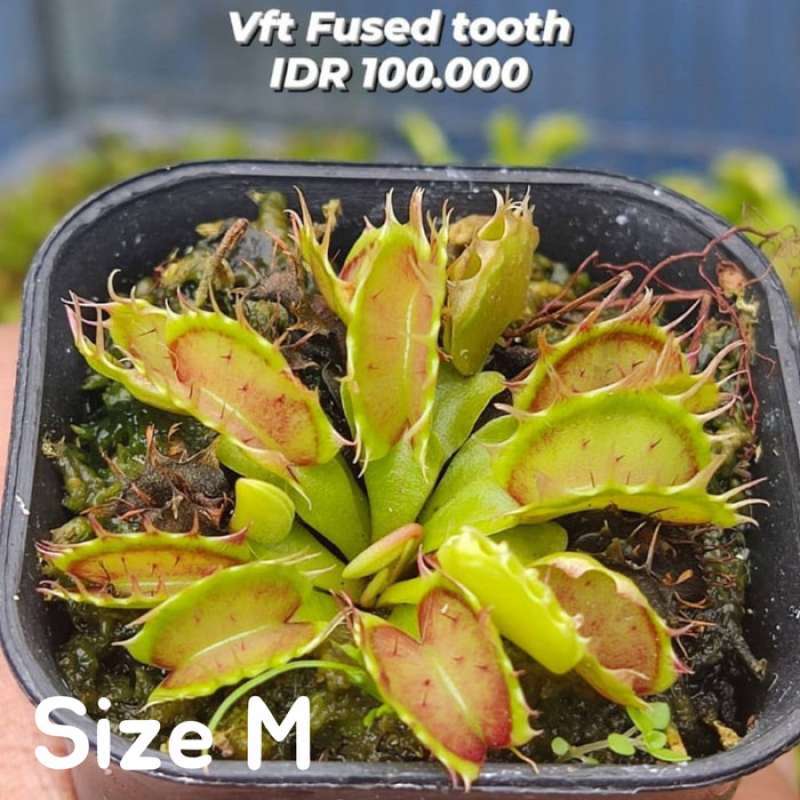 Jual Venus Flytrap Jenis Fused Tooth Tanaman Karnivora Di Seller ...