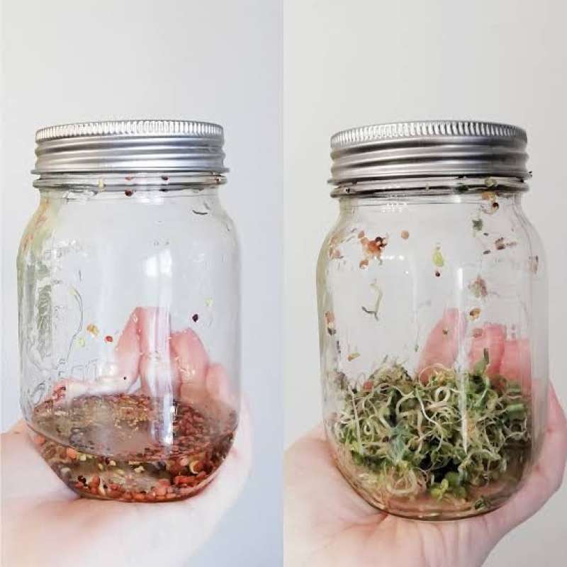 Jual Ball Mason Jar - Sprouting Lid / Strainer Wide Mouth - Tutup ...