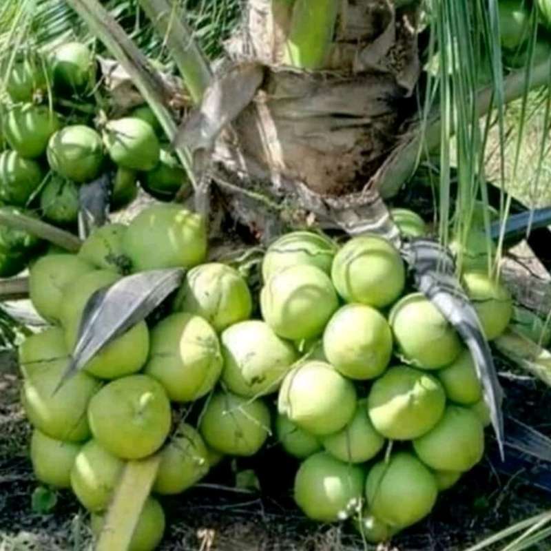 E Kelapa Hijau 4+ Hundred Kelapa Hijau Royalty Free Images, Stock