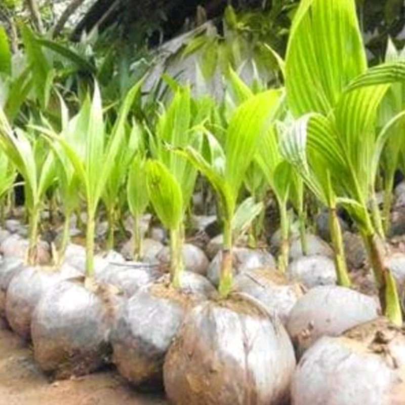 Promo Bibit Kelapa Genjah Entok Hijau, Ori Asli Kebumen, Buahnya Besar ...