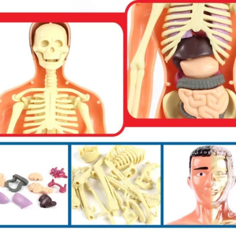 Promo Mainan Organ Tubuh - Human Body Set Lengkap - Mainan Edukasi ...
