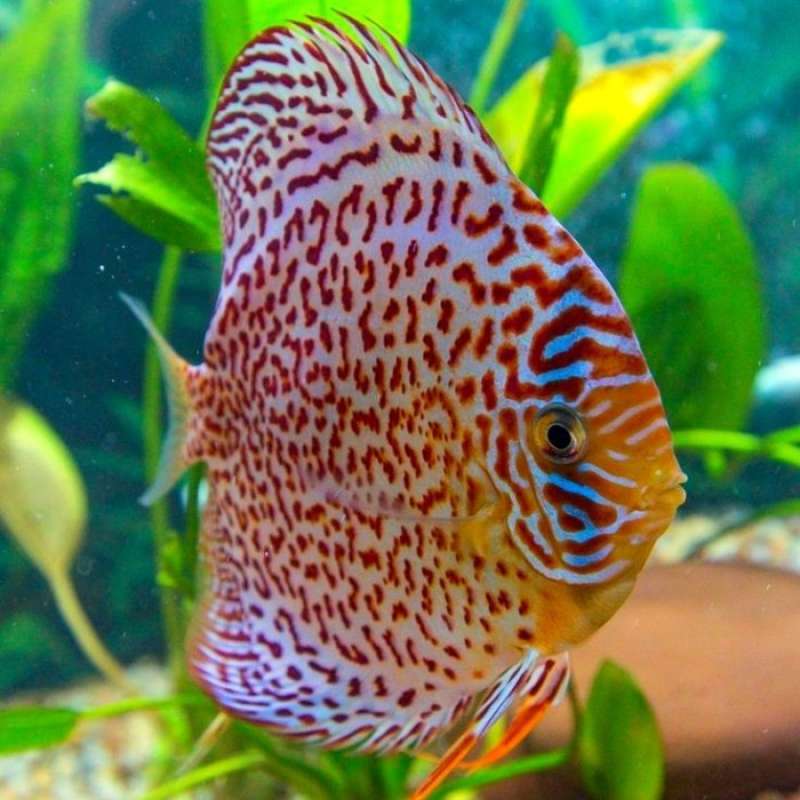 Promo Discus Leopard / Discus Leopard Snake Skin / Discus / Ikan Discus ...