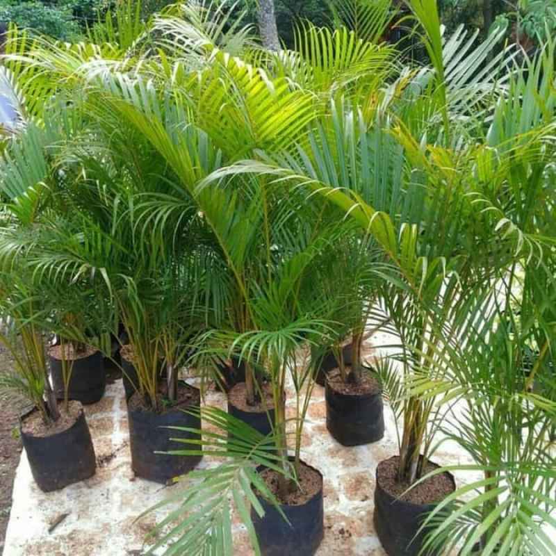 Jual Tanaman Pohon Palem / Palm Kuning Ukuran Sedang Di Seller Winter ...