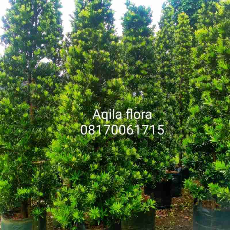 Jual Pohon Lohansung Taiwan//tinggi 2 Meter Di Seller Sangninja ...