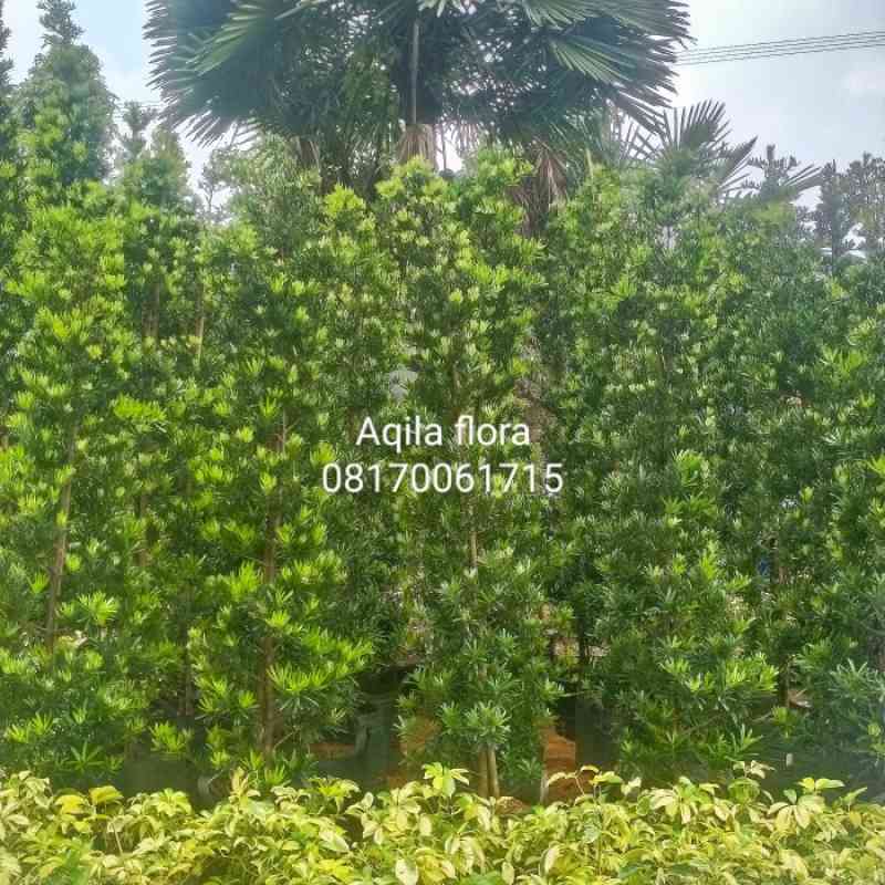 Jual Pohon Lohansung Taiwan//tinggi 2 Meter Di Seller Sangninja ...