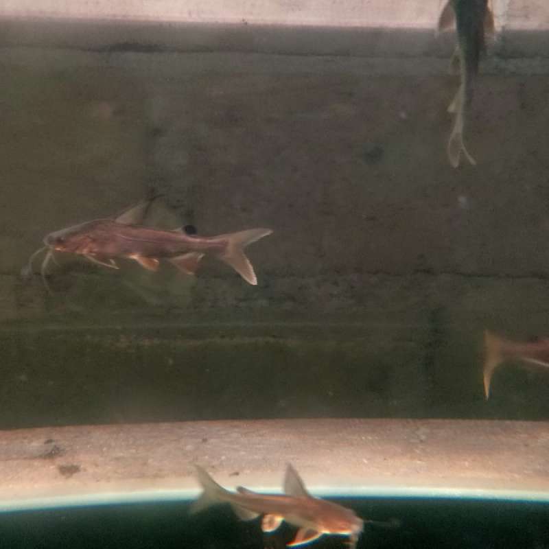 Jual Arius Maculatus Catfish Di Seller Winter - Cengkareng Timur, Kota ...
